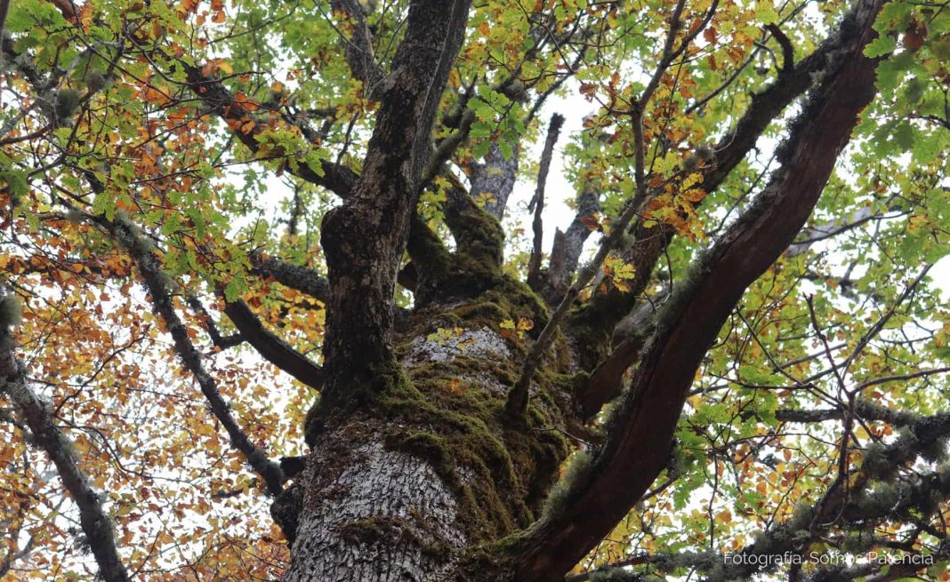 Montaña Palentina | Qué hacer, turismo, ocio y rutas